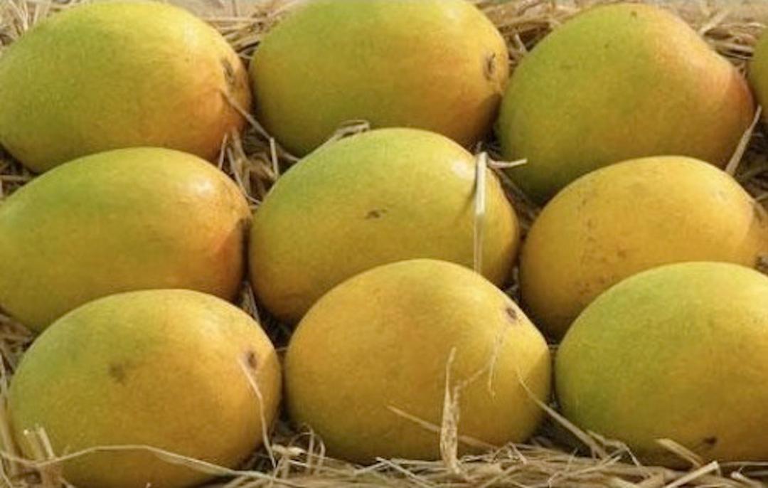 green alphonso mango