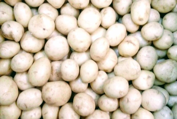 small white potatoes